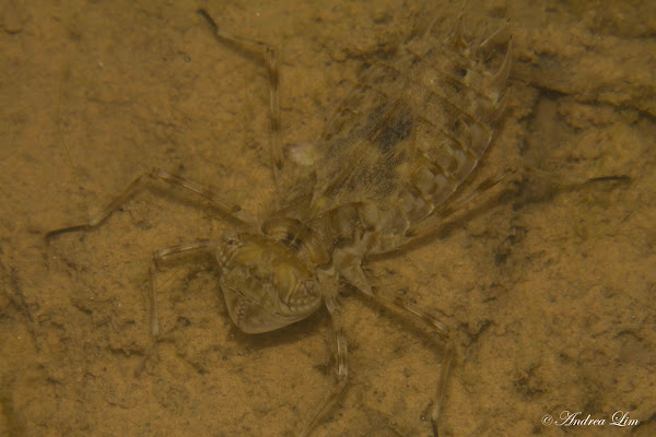 Dragonfly nymph | Project Noah