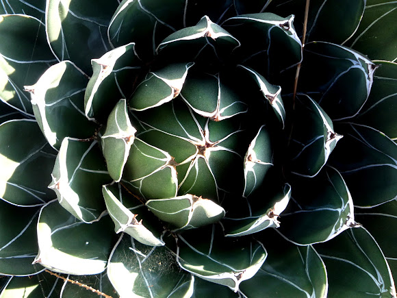 Cactus Noa | Project Noah