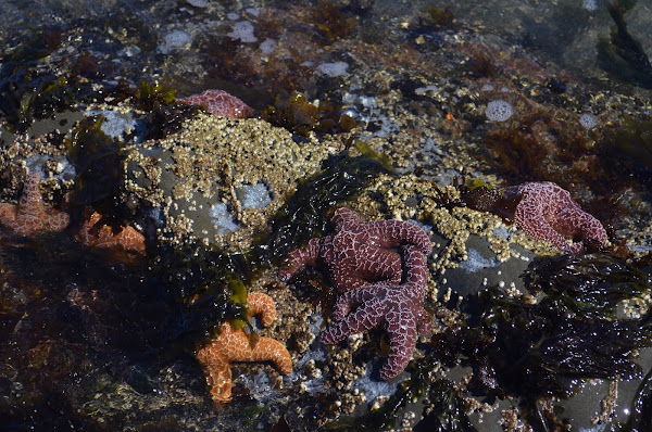 Starfish | Project Noah