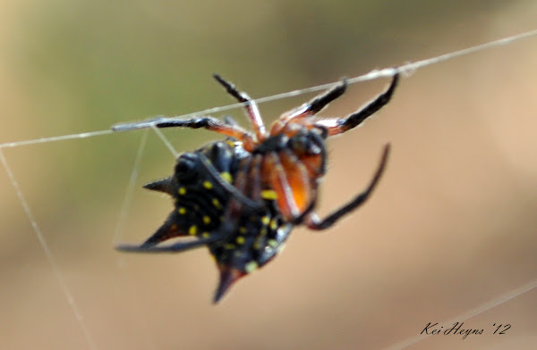 Kite Spider | Project Noah