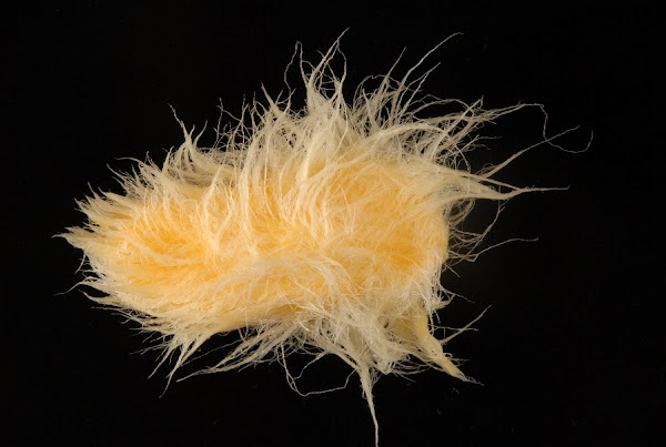 Maldivian Mango | Project Noah