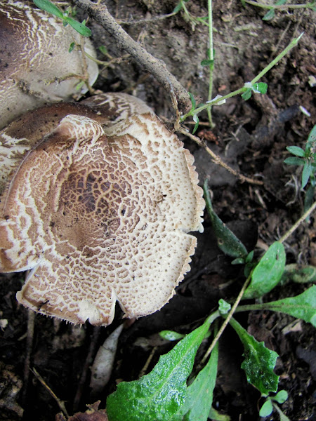 Deadly dapperling | Project Noah