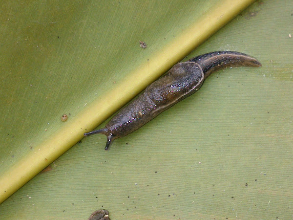 Yellow-Shelled Semi-Slug | Project Noah