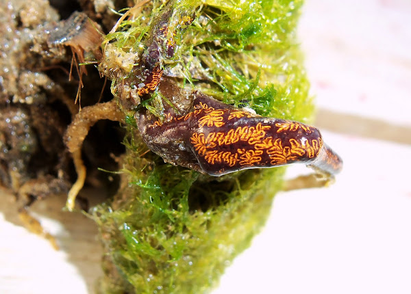 Botrylloides leachi | Project Noah