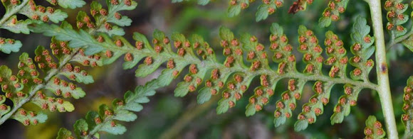 False bracken | Project Noah