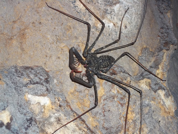 Guabá (Tailless Whipscorpion) | Project Noah