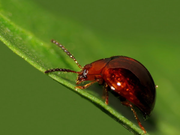 Leaf Beetle | Project Noah