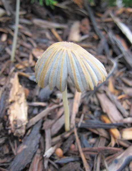Pleated Inky Cap Mushrooms | Project Noah