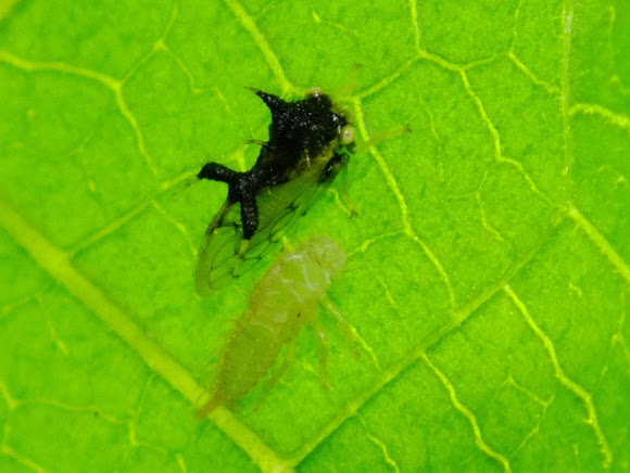 Treehopper | Project Noah