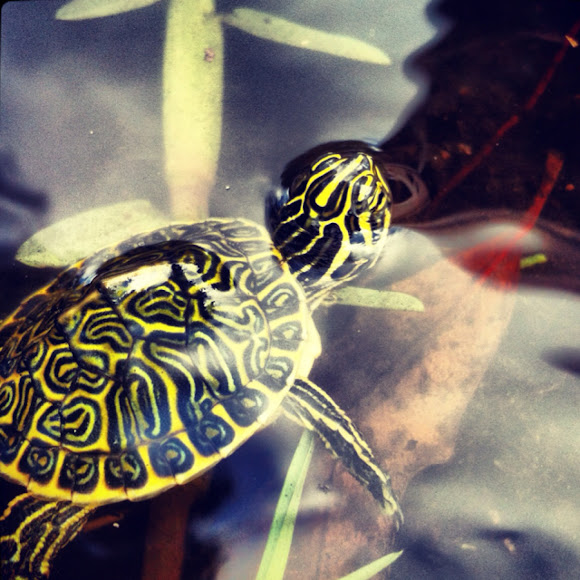 Suwannee River Cooter | Project Noah