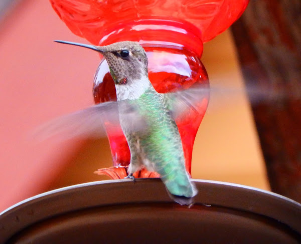 Anna's Hummingbirds | Project Noah