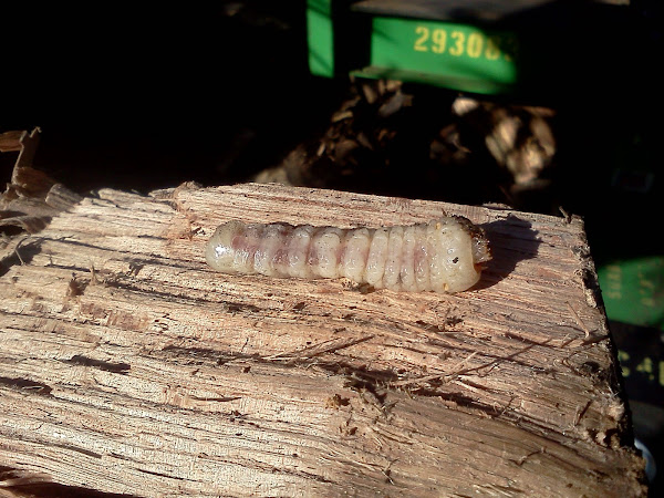 Florida wood beetle grub | Project Noah