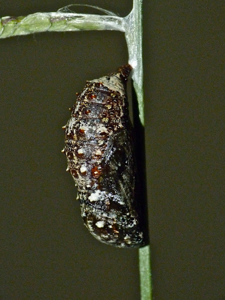 Common buckeye (chrysalis) | Project Noah