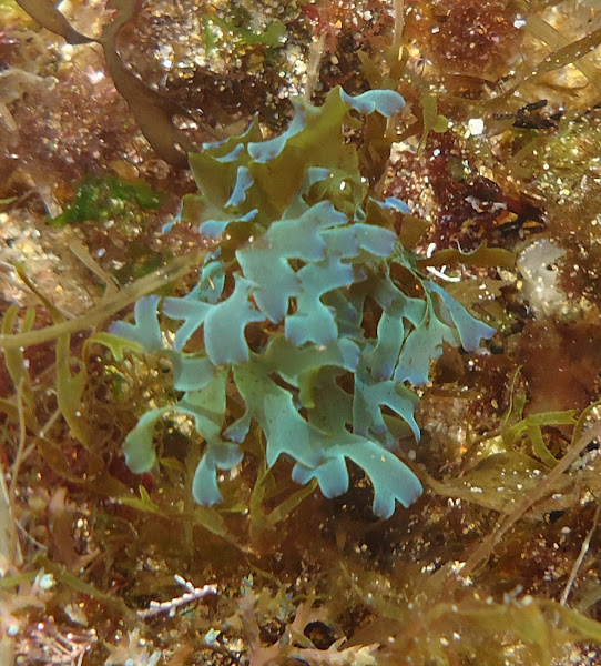 Algae | Project Noah