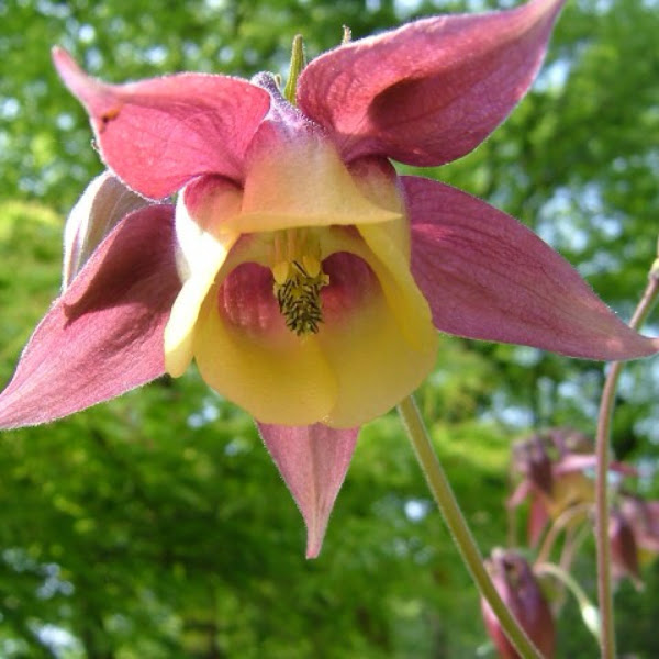 Columbine | Project Noah