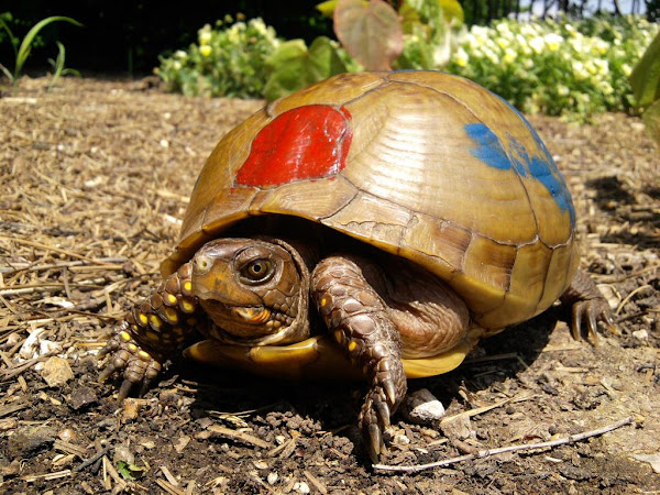 Three-toed box turtle (female) | Project Noah