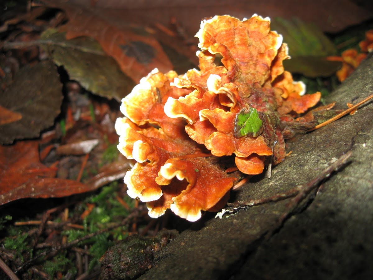 Stereum Complicatum | Project Noah