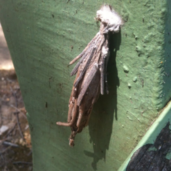 saunders casemoth | Project Noah