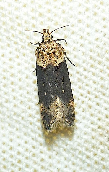 Micro-Lepidoptera | Project Noah