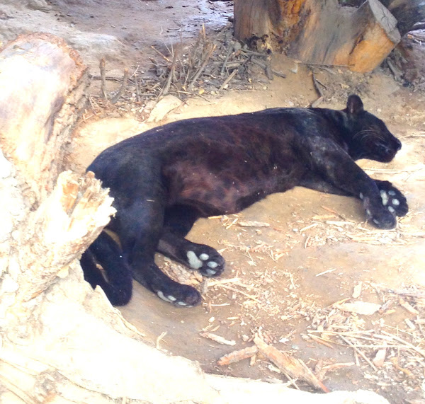 North China Leopard | Project Noah