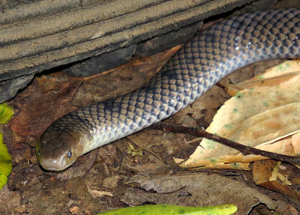 Reticulated centipede-eater | Project Noah