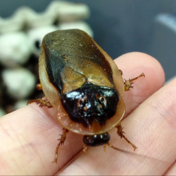 Dubia roach | Project Noah