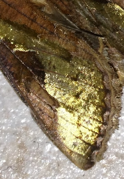 Golden Plusia | Project Noah