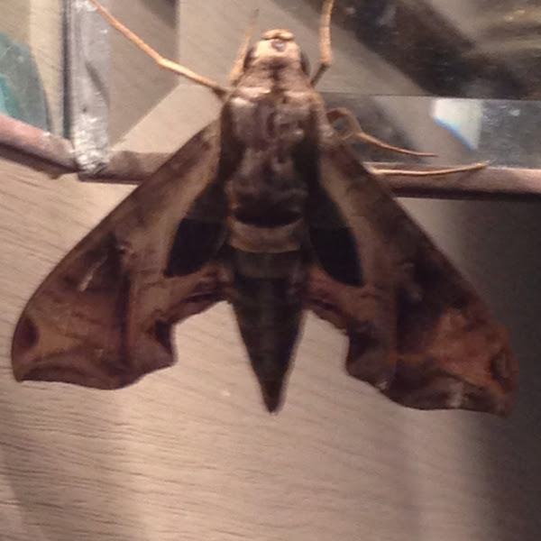 Pandora Sphinx | Project Noah