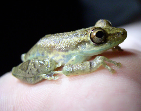 Olive tree frog | Project Noah