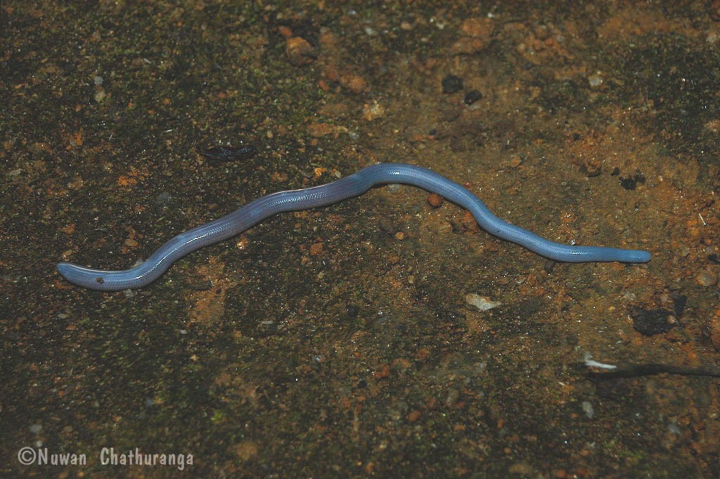 Blind Snake | Project Noah