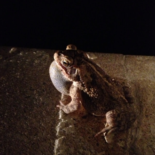 Gulf Coast Toad | Project Noah