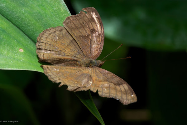 Chocolate Pansy | Project Noah