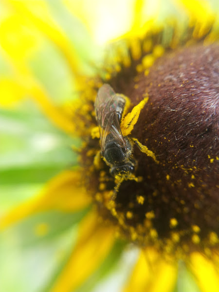 Unknown bee | Project Noah