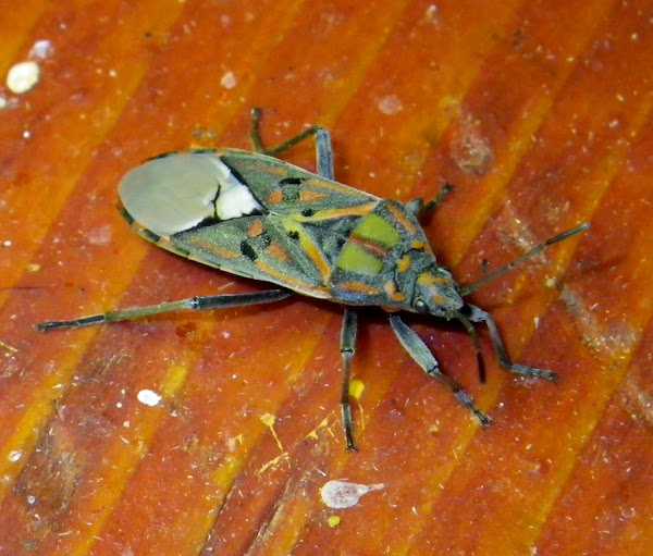 Milkweed Bug | Project Noah