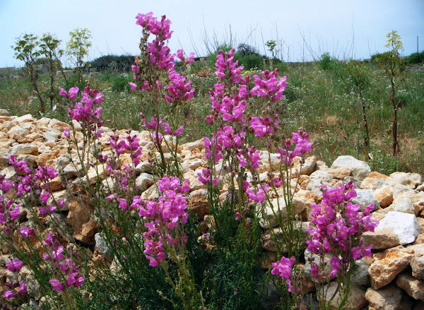 Greater Snapdragon | Project Noah
