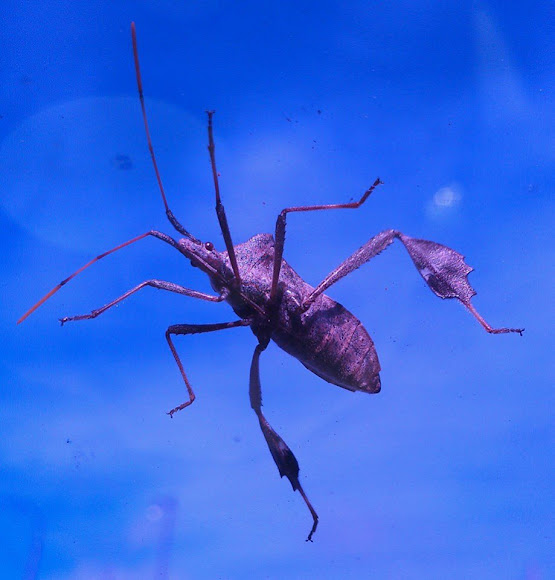 Florida leaf footed bug | Project Noah