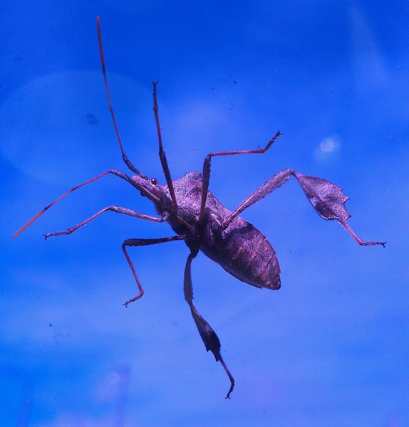 Florida leaf footed bug | Project Noah
