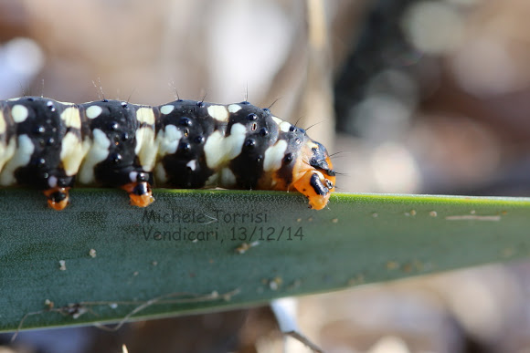 Brithys pancratii | Project Noah