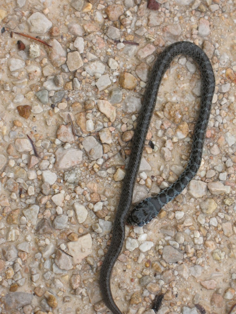 Juvenile Black Racer | Project Noah