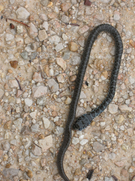 Juvenile Black Racer | Project Noah