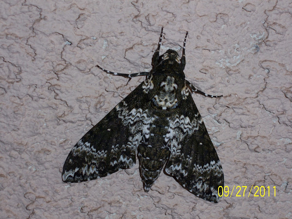 Rustic Sphinx Moth | Project Noah