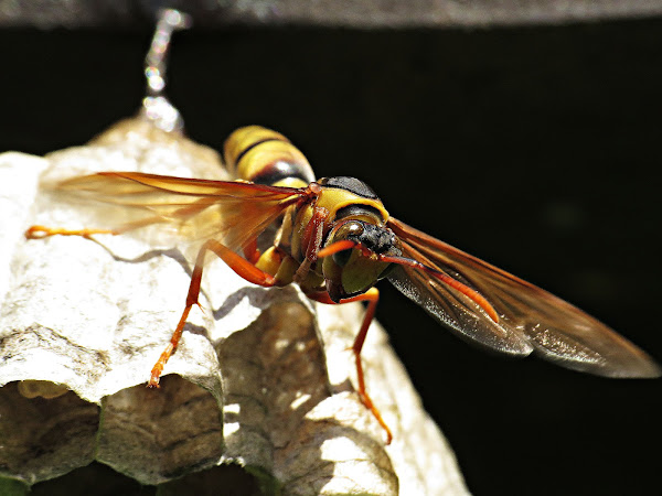 Vespa - wasp | Project Noah