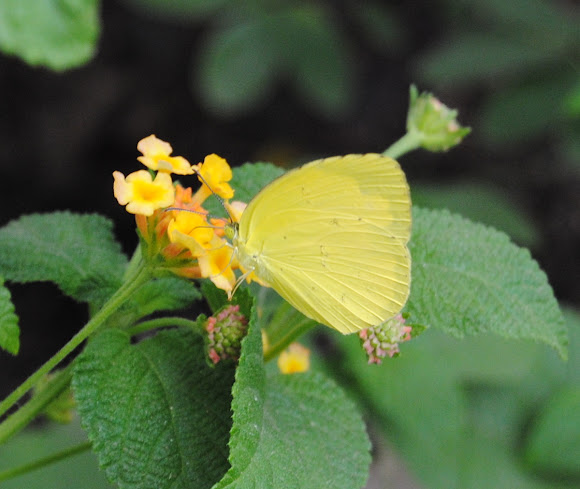 Little Sulphur | Project Noah