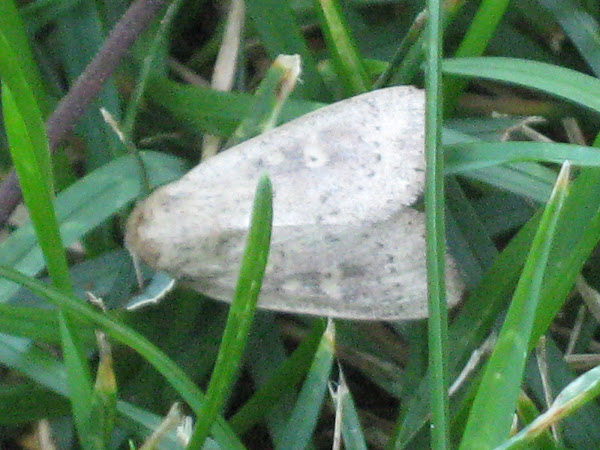 Unarmed Wainscot Moth | Project Noah