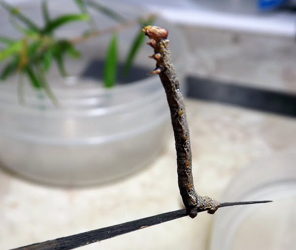 Sinister Moth Looper | Project Noah