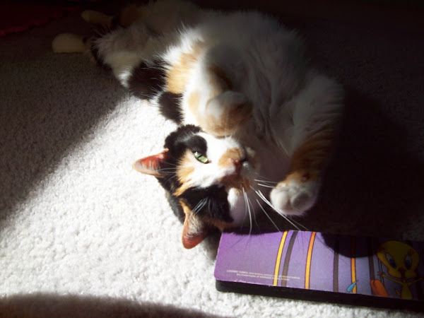 House cat | Project Noah