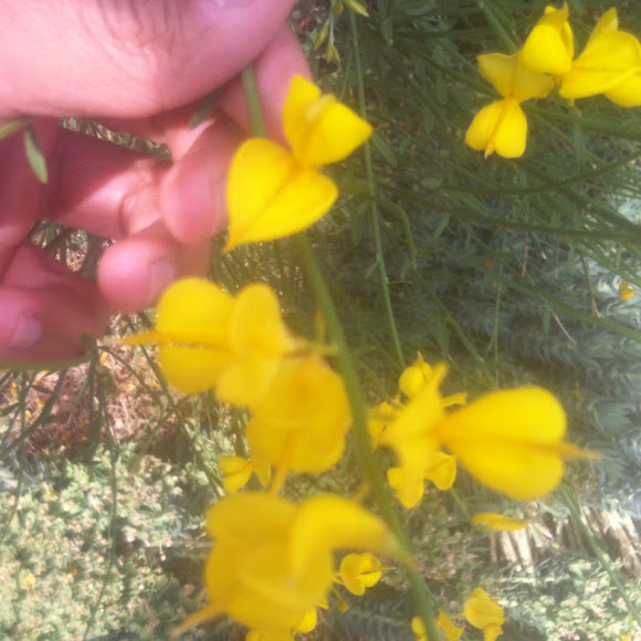 Spotting | Project Noah