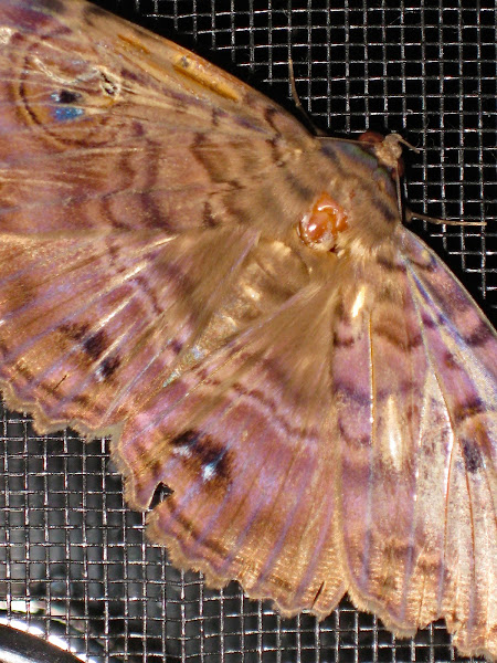 Granny's Cloak Moth | Project Noah