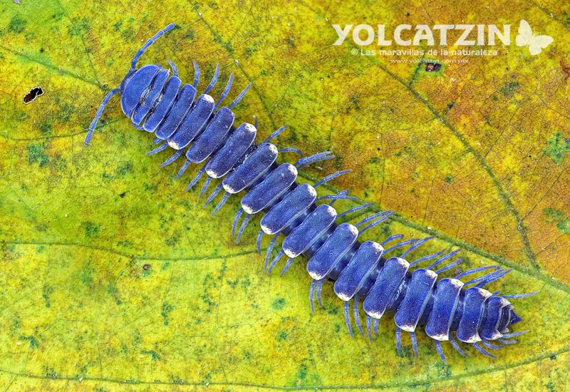 Blue Cloud Forest Millipede | Project Noah