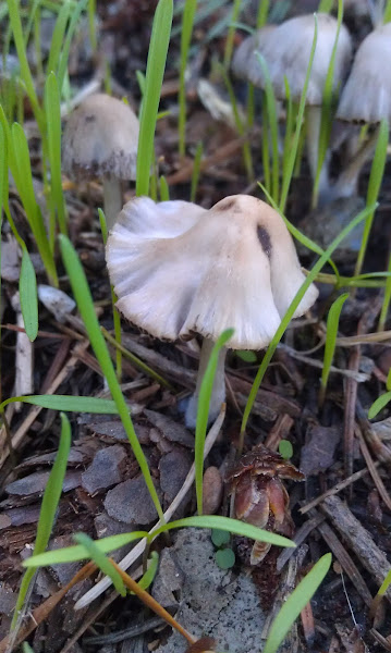 Coprine | Project Noah